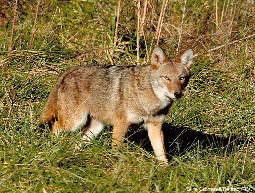 Guernsey Soil & Water Conservation District: The Coyote – Friend or Foe?