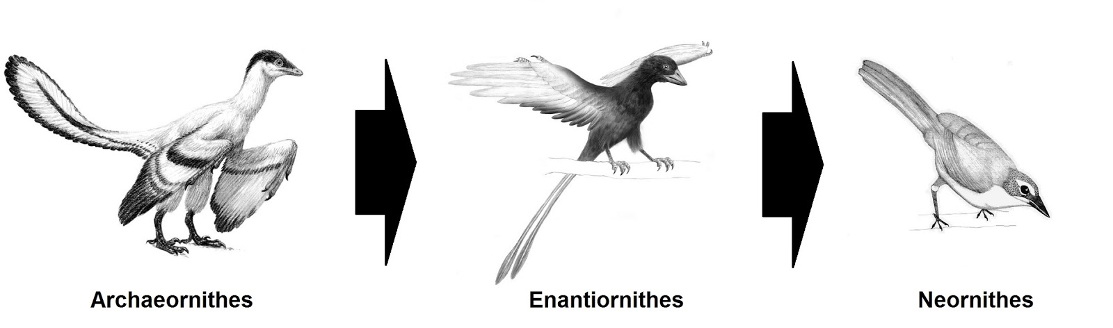 Made in Pangea: Un ala preservada en ámbar.
