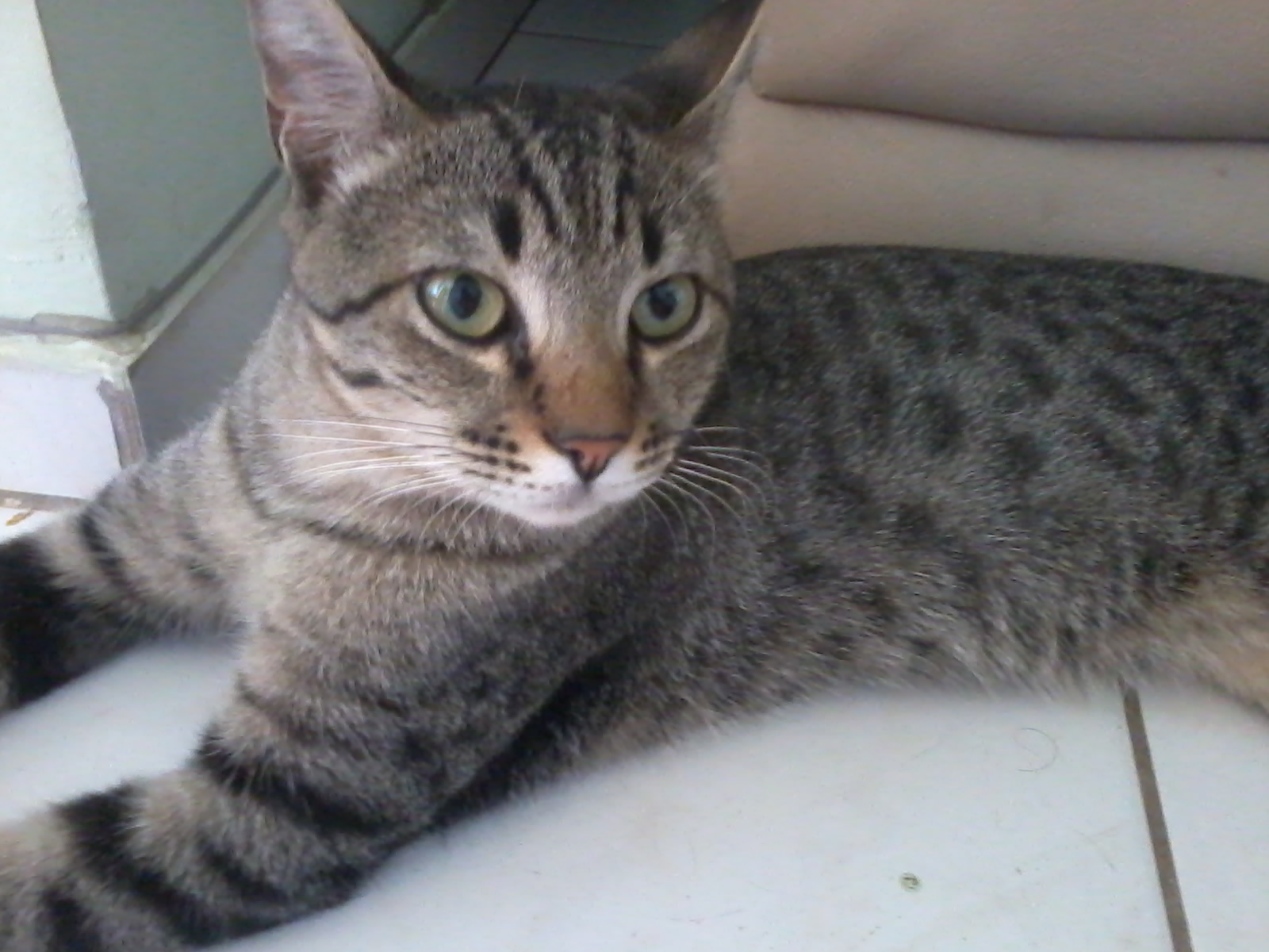 Gatinhos de Londrina: Casal de gatos para adoção! Procura-se lar ...