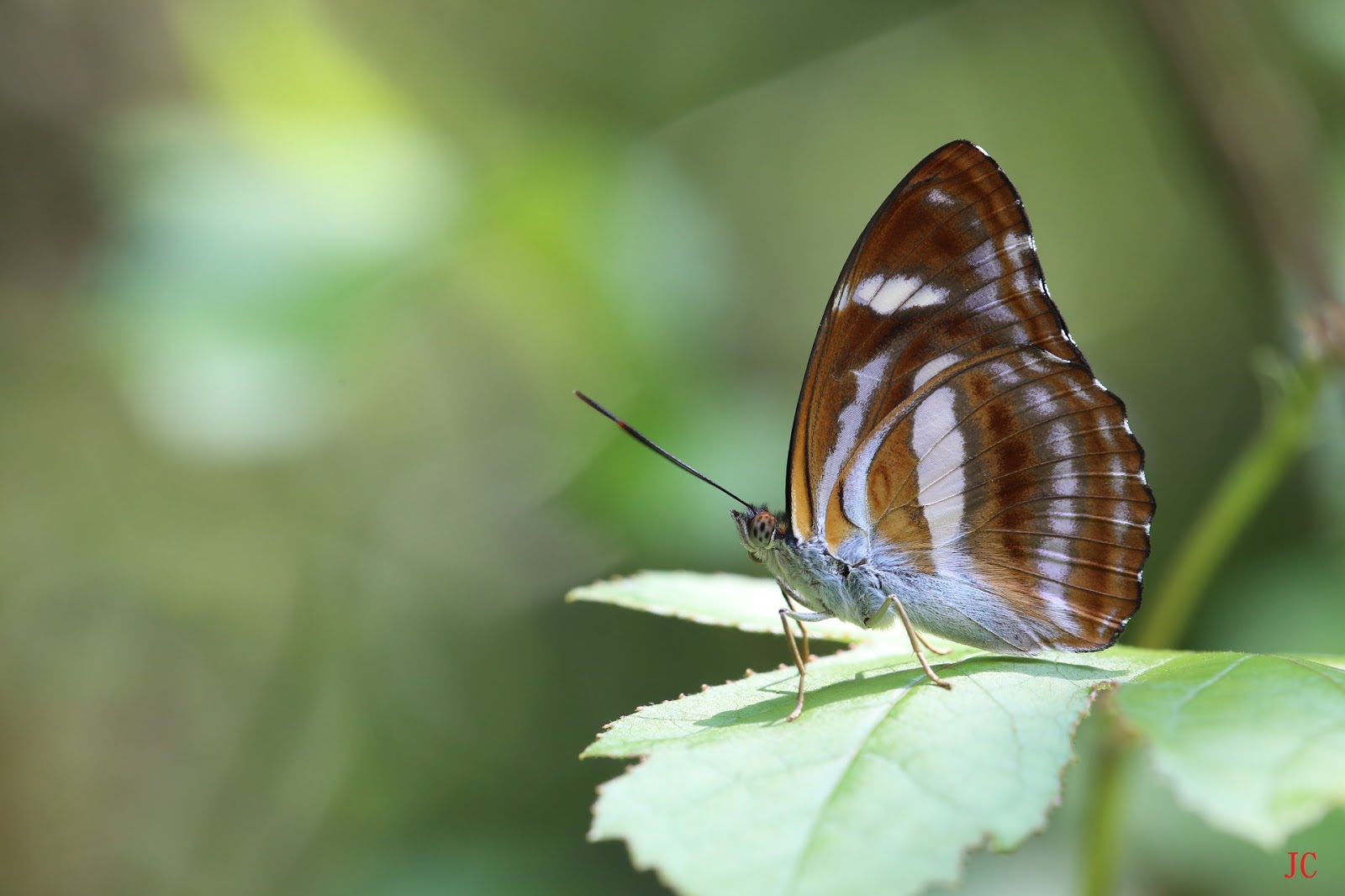 臺灣蝴蝶誌 Butterflies in Taiwan: 雙色帶蛺蝶/台灣單帶蛺蝶(Athyma cama zoroastes)