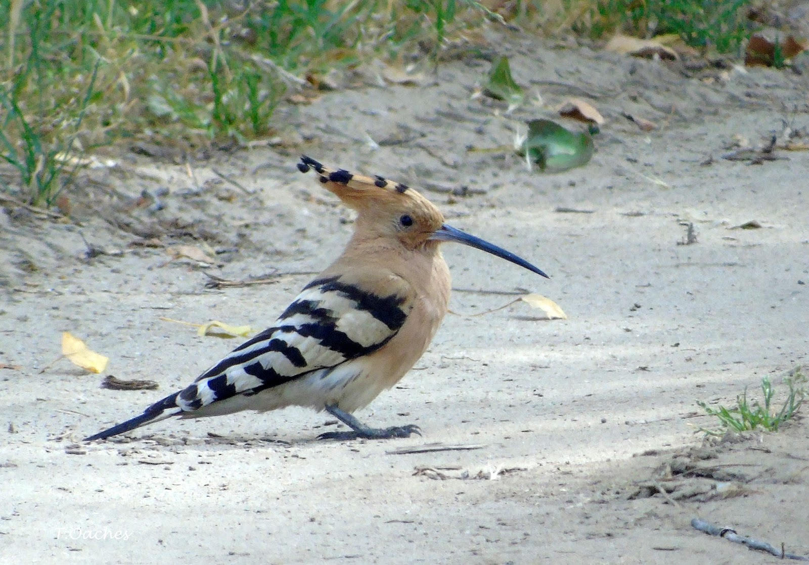 PASARI DIN ROMANIA: PUPAZA, Upupa epops