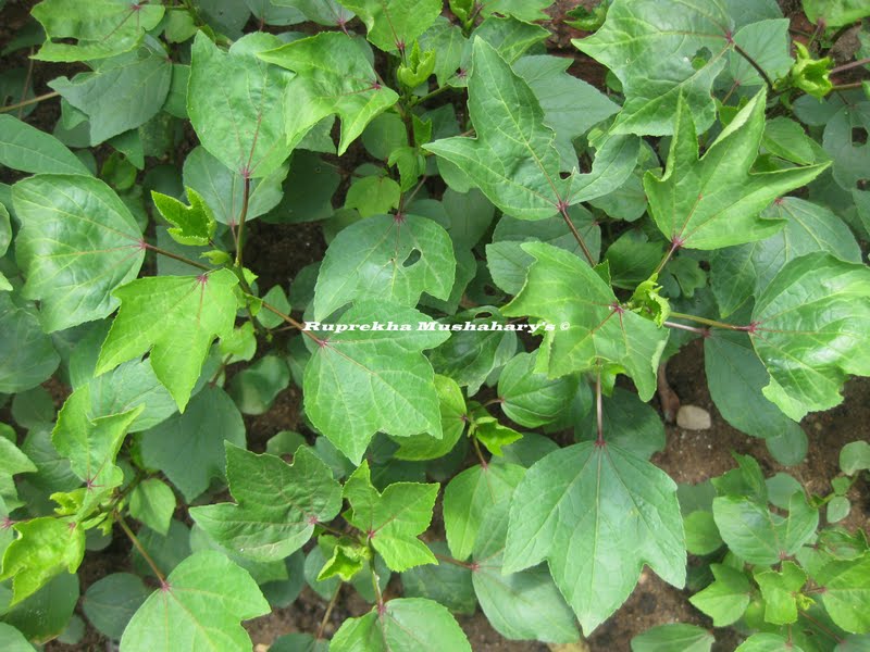 Feelings: Maitha Jwng Naa Jwng