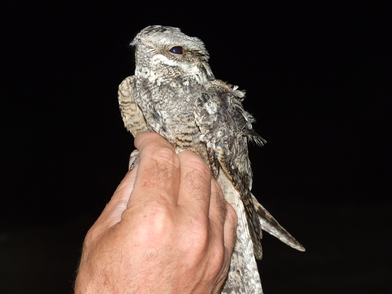 Birds of Saudi Arabia: European Nightjar in the Eastern Province of ...