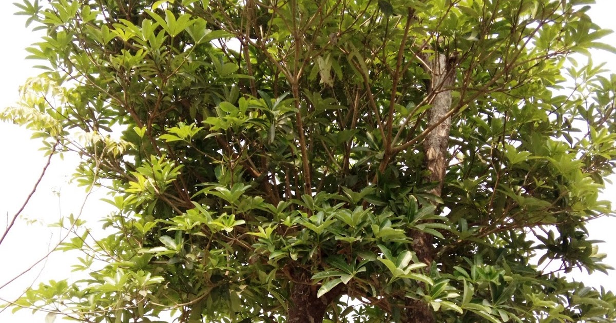 Grass Root News: Chatim (Plant) is going to be lost from nature