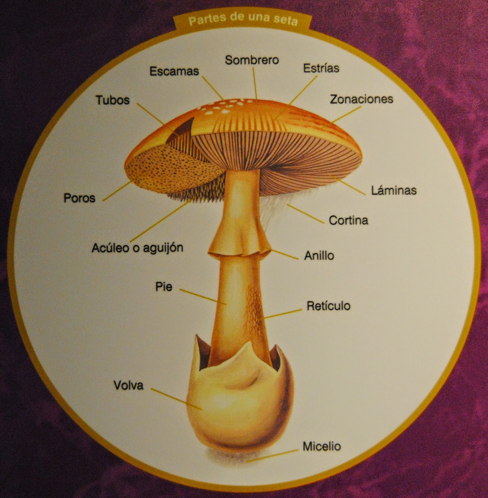 Supervivencia ef: Alimentándonos de Setas