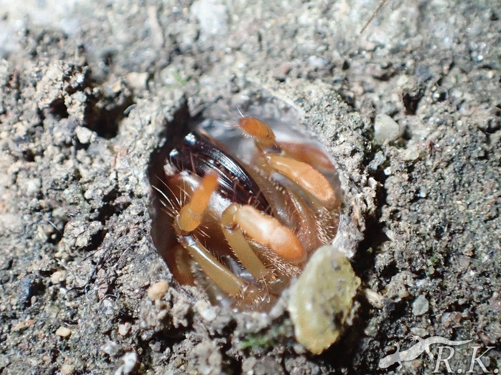 小さな隣人たちの世界: ワスレナグモ Calommata signata Karsch, 1879