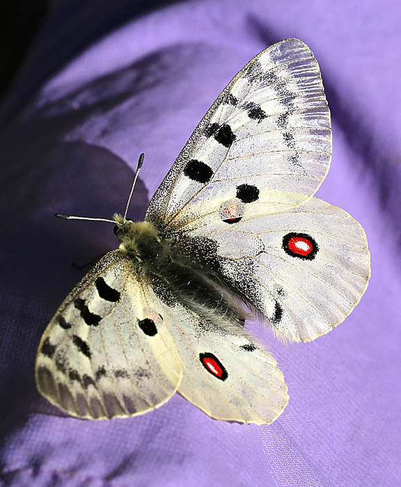 Foto-Natura-Huesca: MARIPOSA APOLO Parnassius apollo Carl von Linné ...