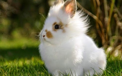 Beautiful Wallpapers In The World: Beautiful Rabbit Wallpapers in the world