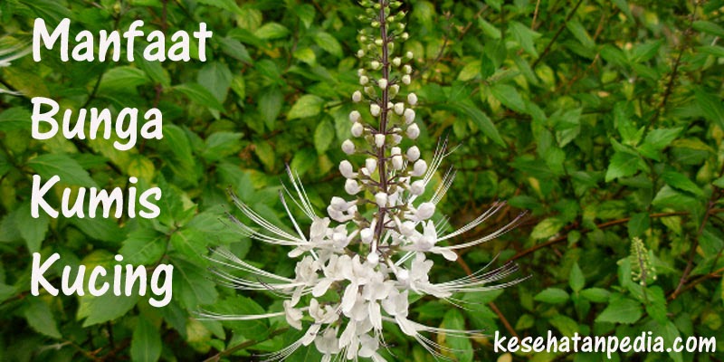 Manfaat Bunga Kumis Kucing untuk Kesehatan Tubuh - kesehatanpedia