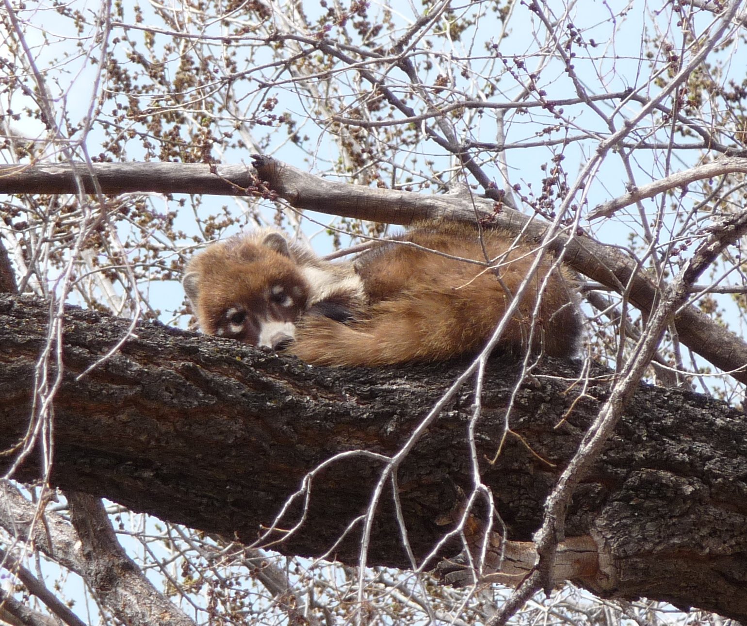 Dodie Logue's Painting Week: Arizona Critters