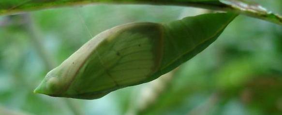 Kepompong Kosong: Basikal Tua, rantai basikal, basikal usang, untuk ...