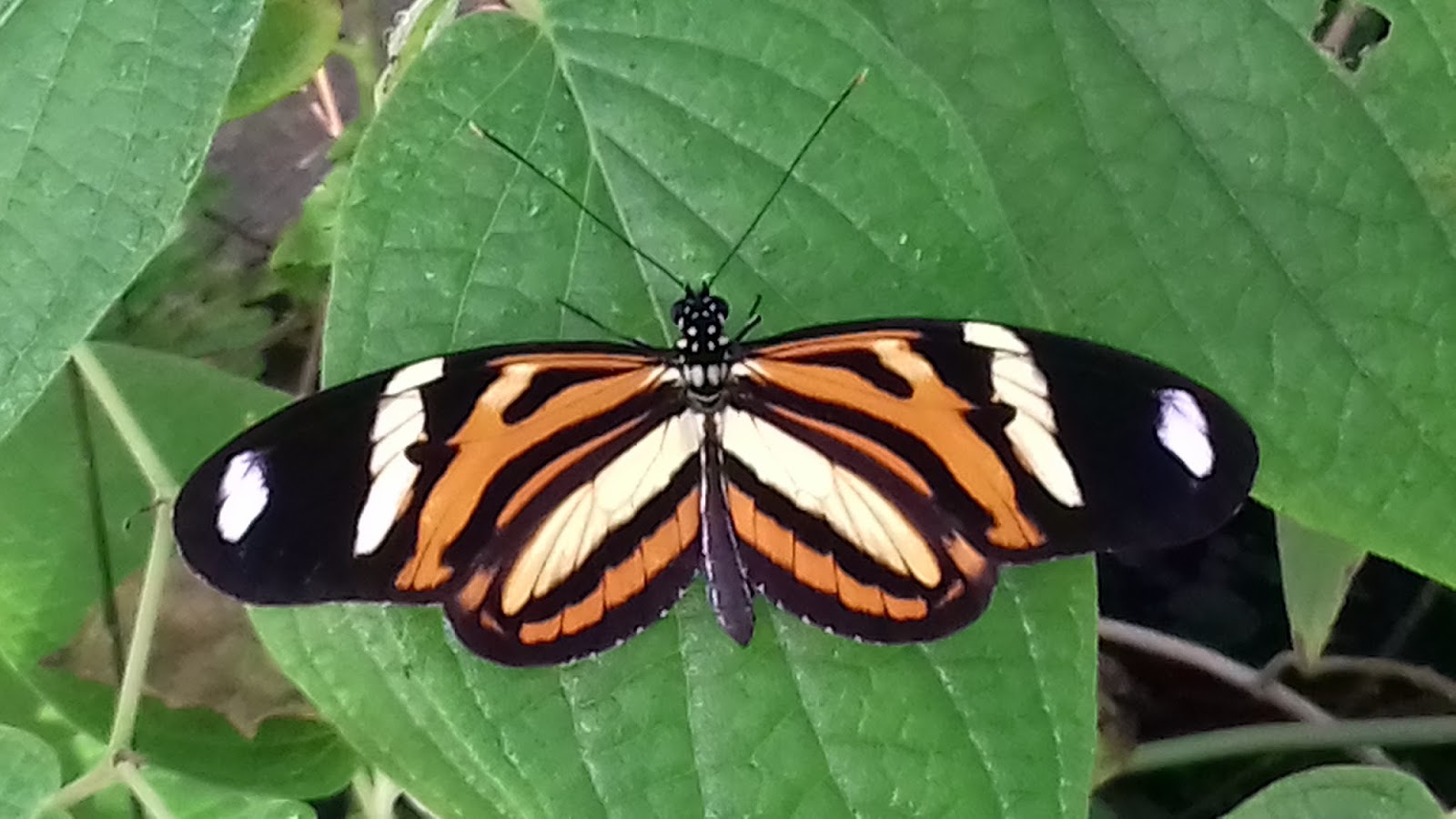 Borboletário: Heliconius ethilla narcaea (Godart, 1819)