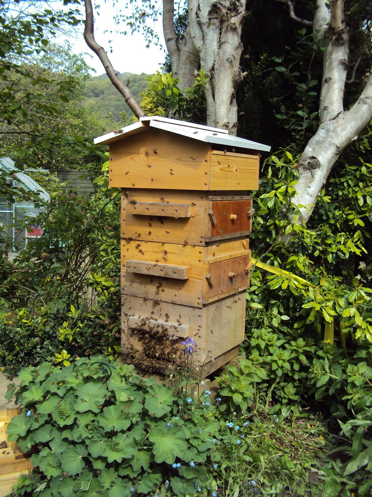 bee friendly collective community beekeeping