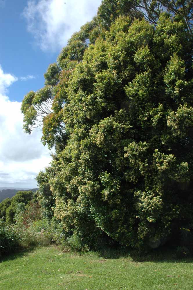 The Nature of Robertson: Local Lilly Pilly tree, flowers, fruit