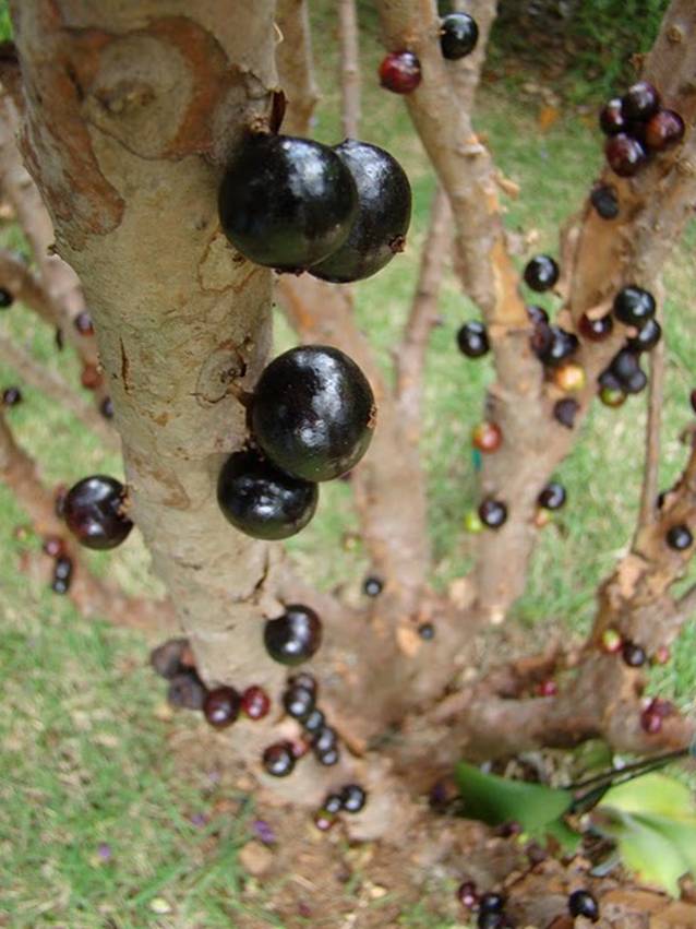 Under The Angsana Tree: Strange fruit tree