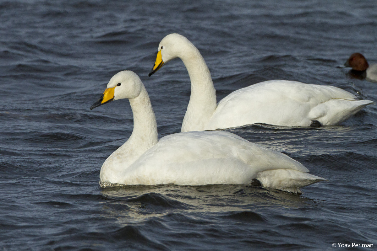 Welney Whoopers | Focusing on Wildlife
