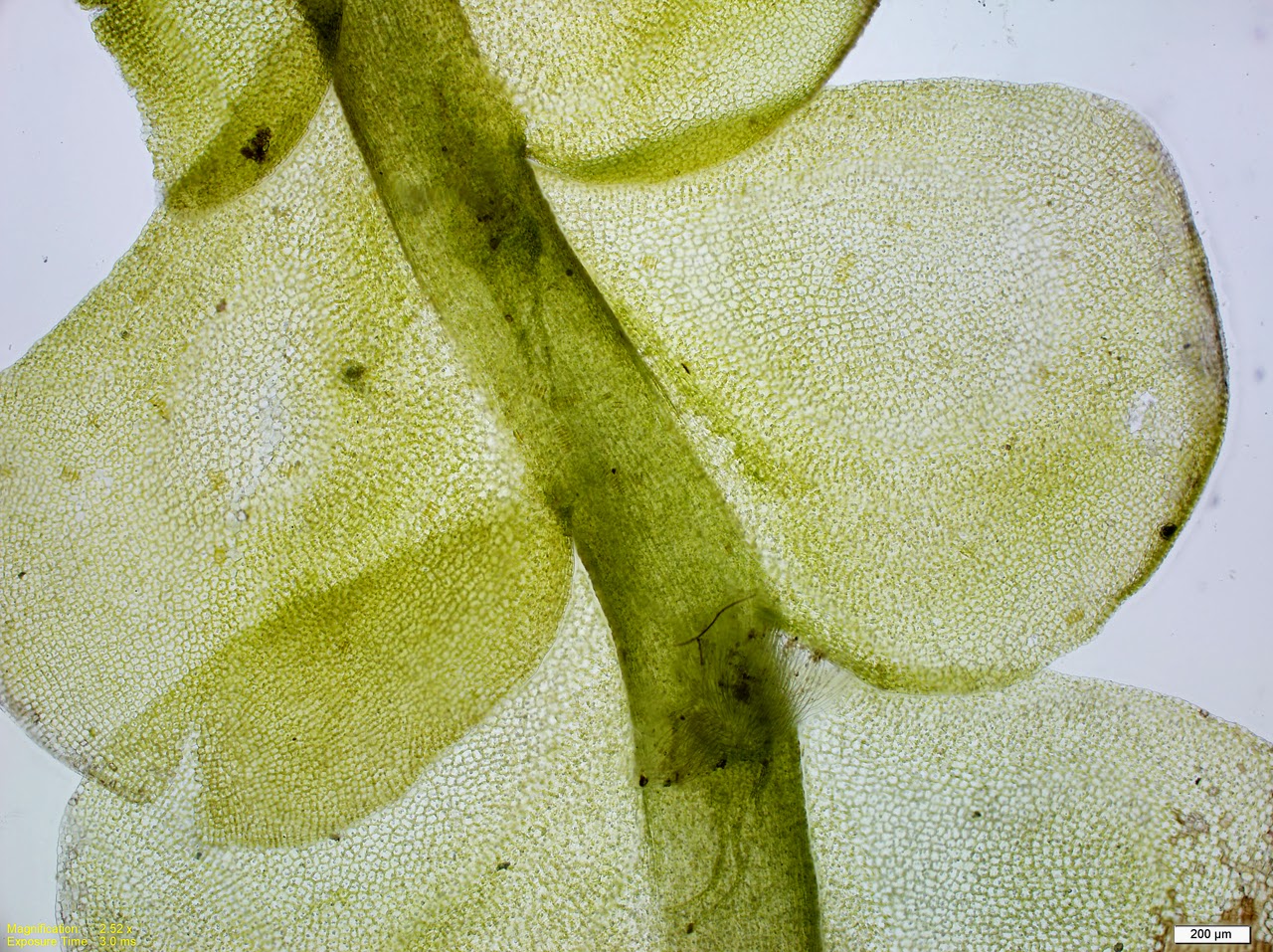 Ciencias de Joseleg: Raíces y rizoides como sistema de anclaje de una ...