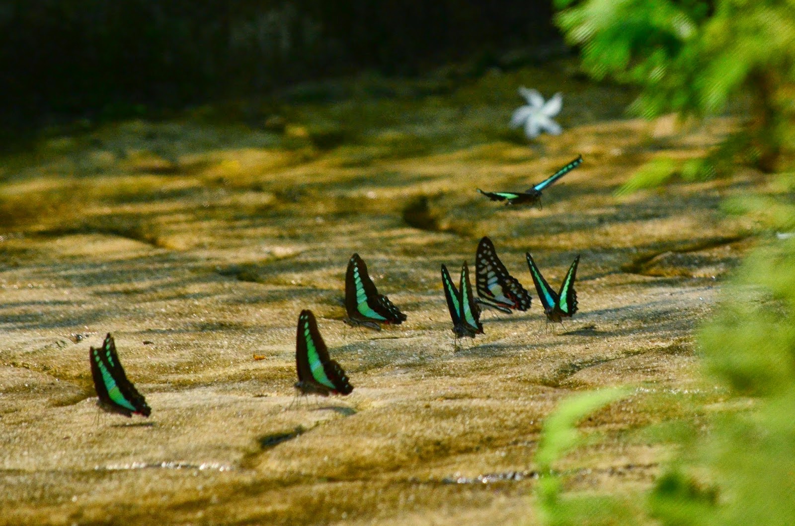 I'm Curious Too: Why Do Butterflies Drink Water?