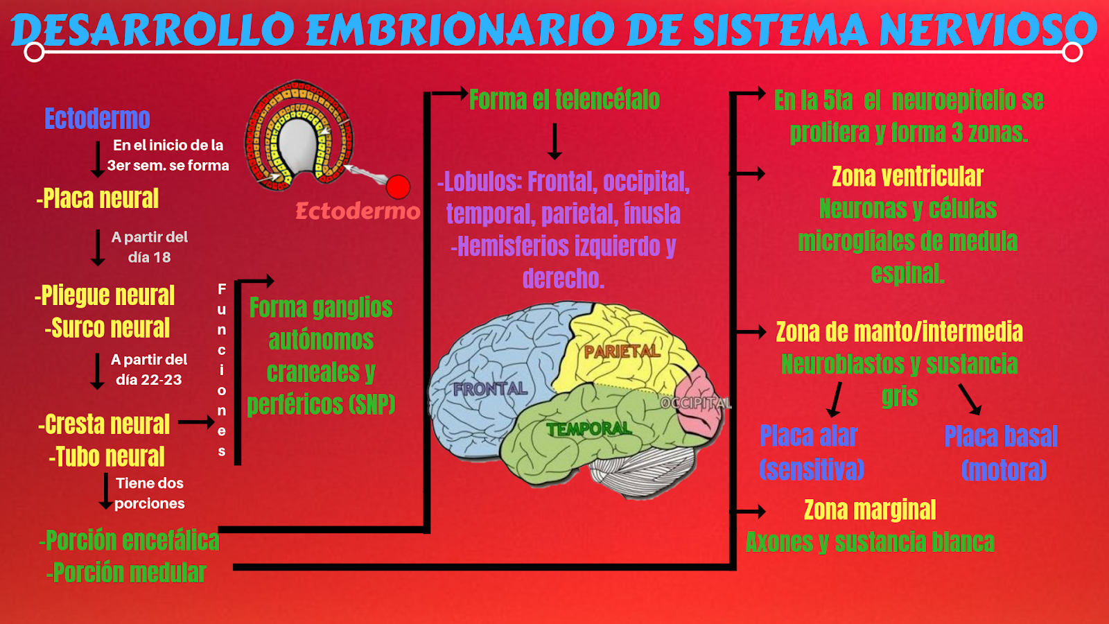 Desarrollo Embrionario de Sistema nervioso