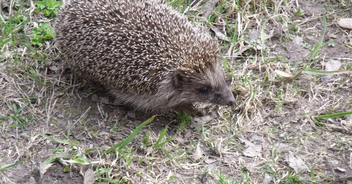 Printesa Visina: La famille hérisson