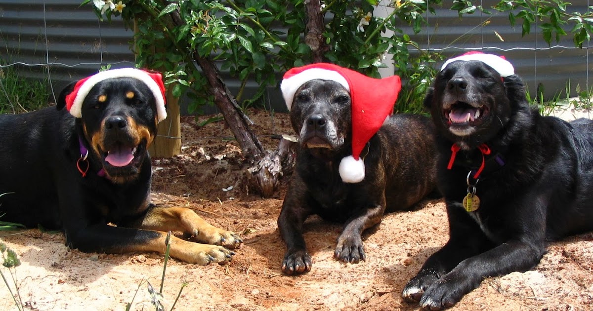 Small Animal Talk: Let the countdown to Christmas begin!