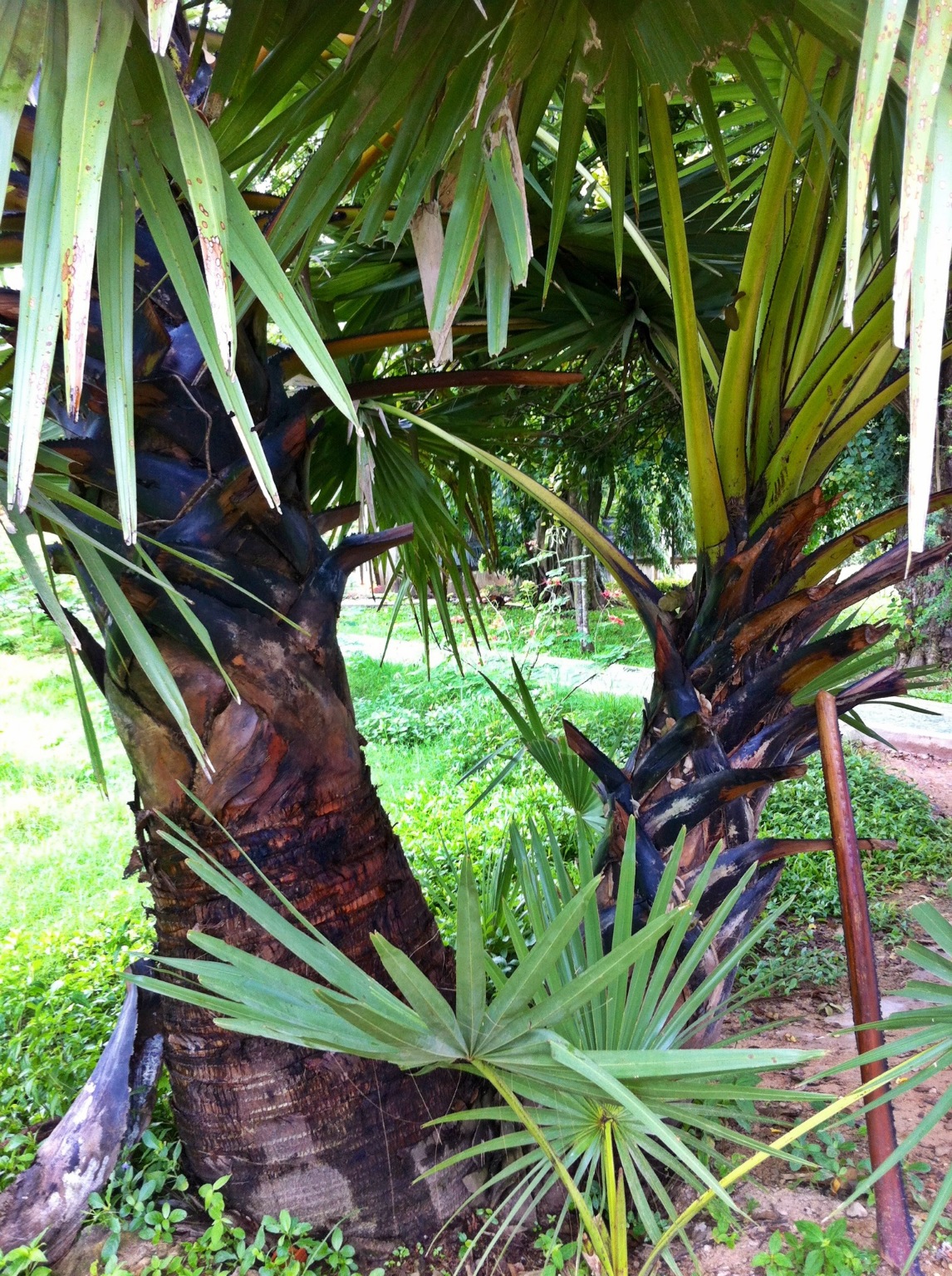 Travel Sabbatical: A Real Horror Story in Cambodia, The Khmer Rouge