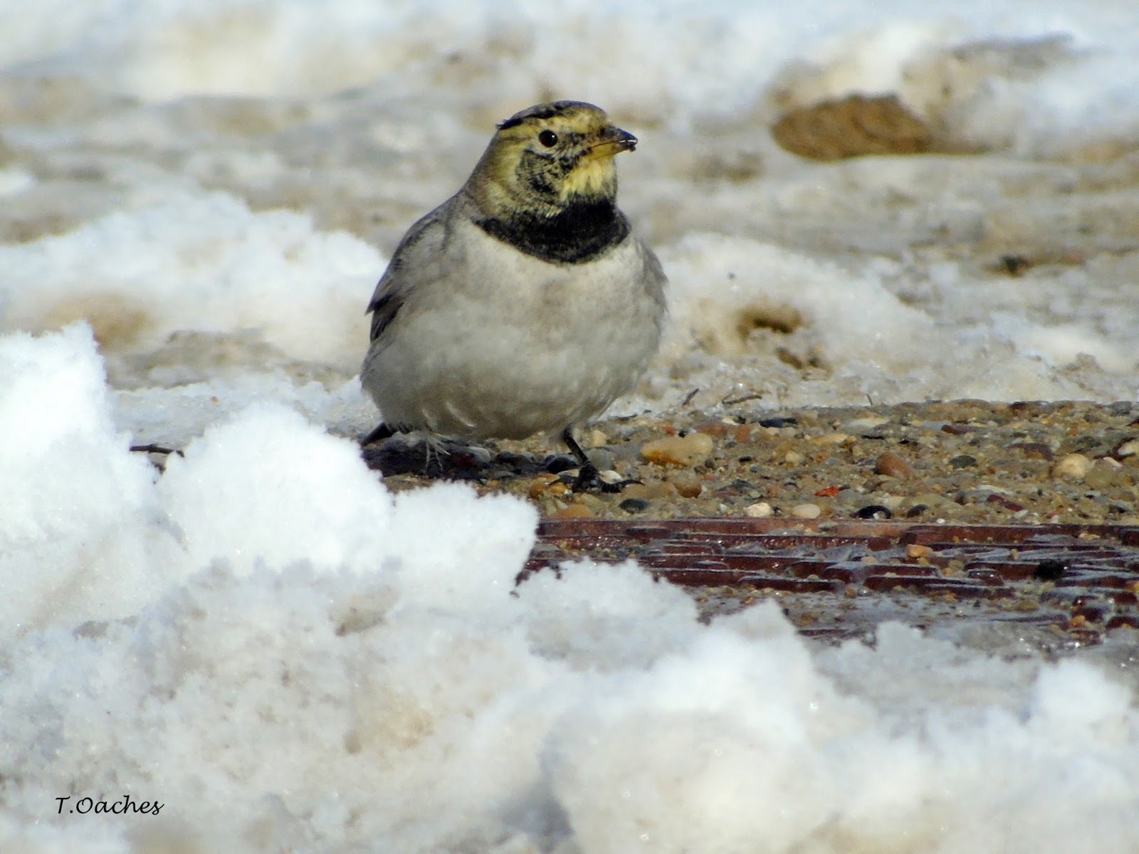PASARI DIN ROMANIA: CIOCARLIE URECHEATA, Eremophila alpestris