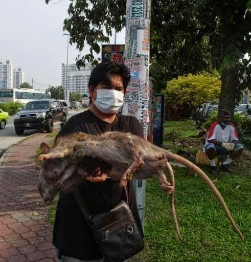 Cerita Hari Ini: Tikus Terbesar Di Malaysia, KJ Terkejut Besar!