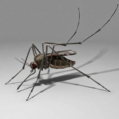 Mosquito | Facts About All