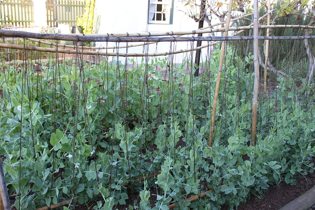 Towerwater Aan De Breede: Stringing peas along