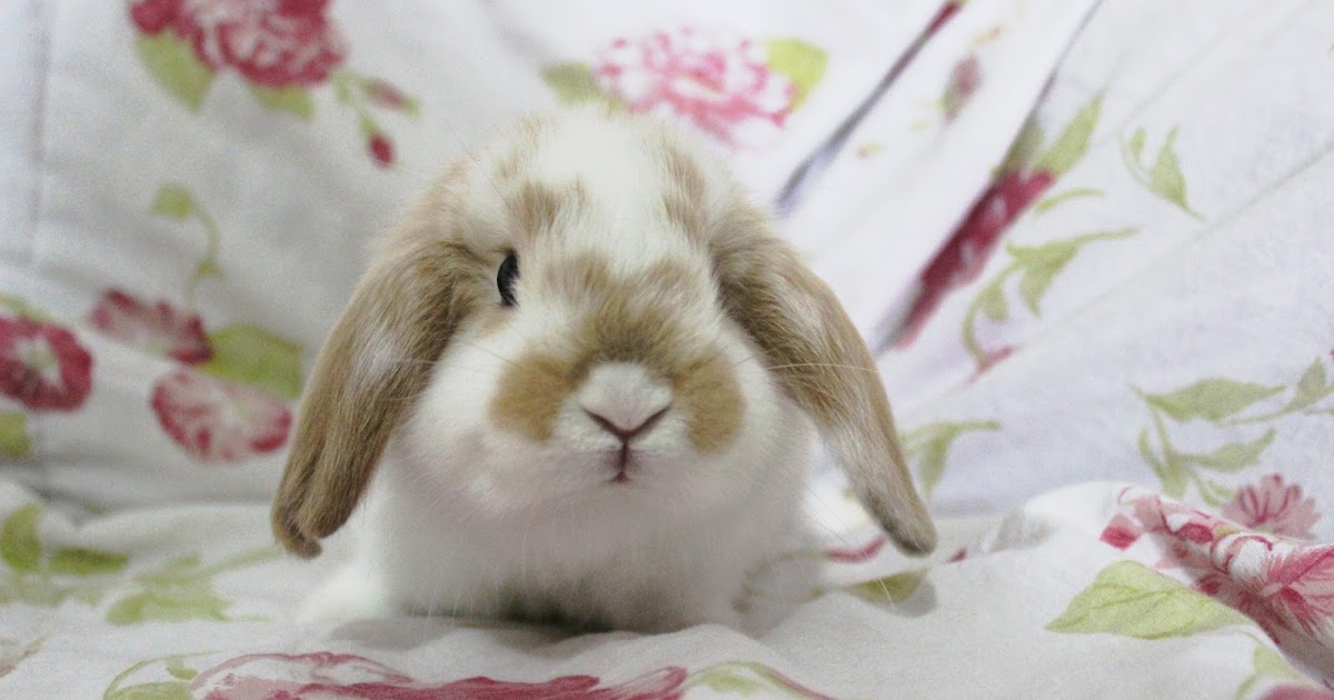 Mini Coelhos Baby: MINI COELHO