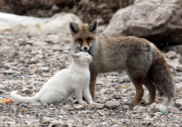 Unlikely friendship, cat and fox (10 pics) | Amazing Creatures