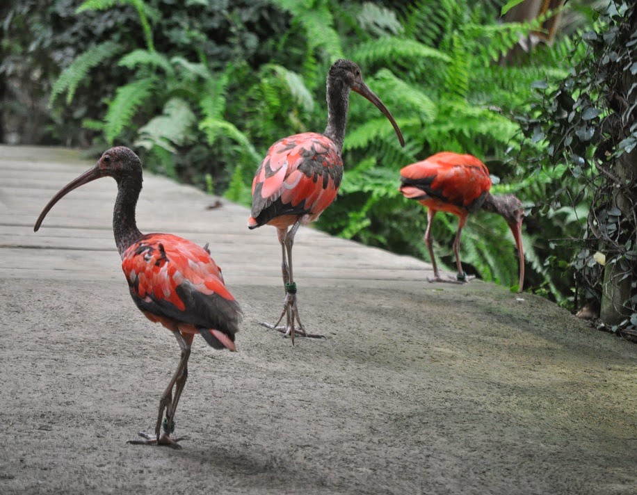 ZOOTOGRAFIANDO (5.836 ANIMALS): IBIS ROJO O ESCARLATA / SCARLET IBIS ...