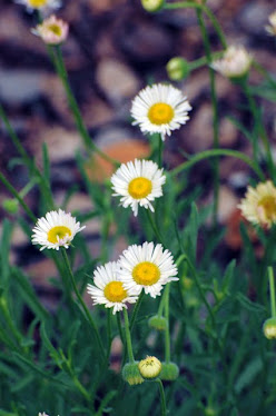 LN Lodwick Photography Plants 2