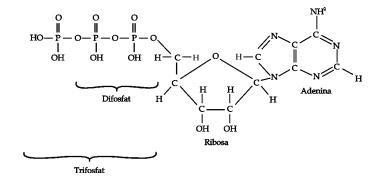 Metabolisme Pada Makhluk Hidup - Pustaka Belajar