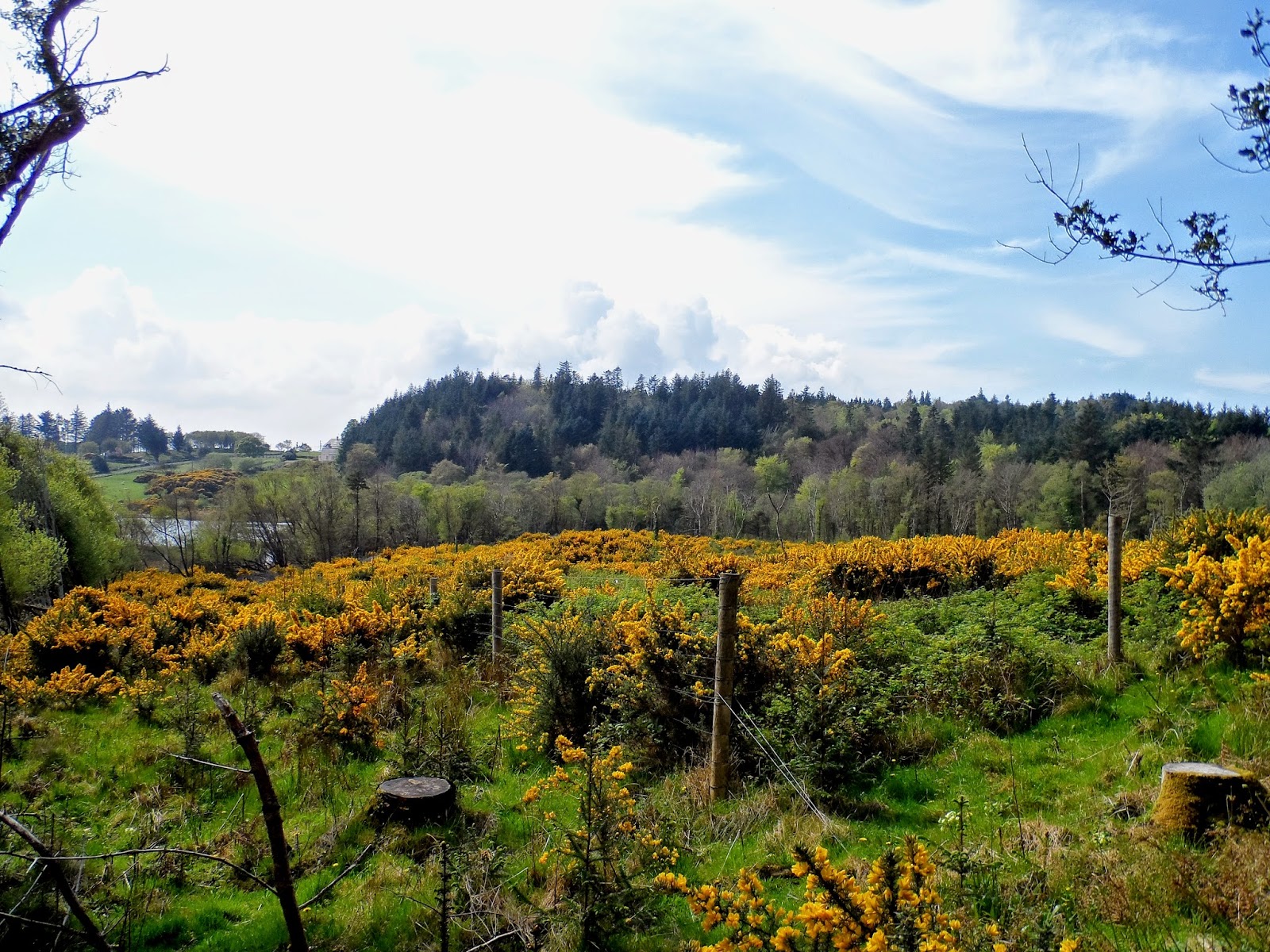 Our live in Ireland: Walk in Ards Forest Co. Donegal