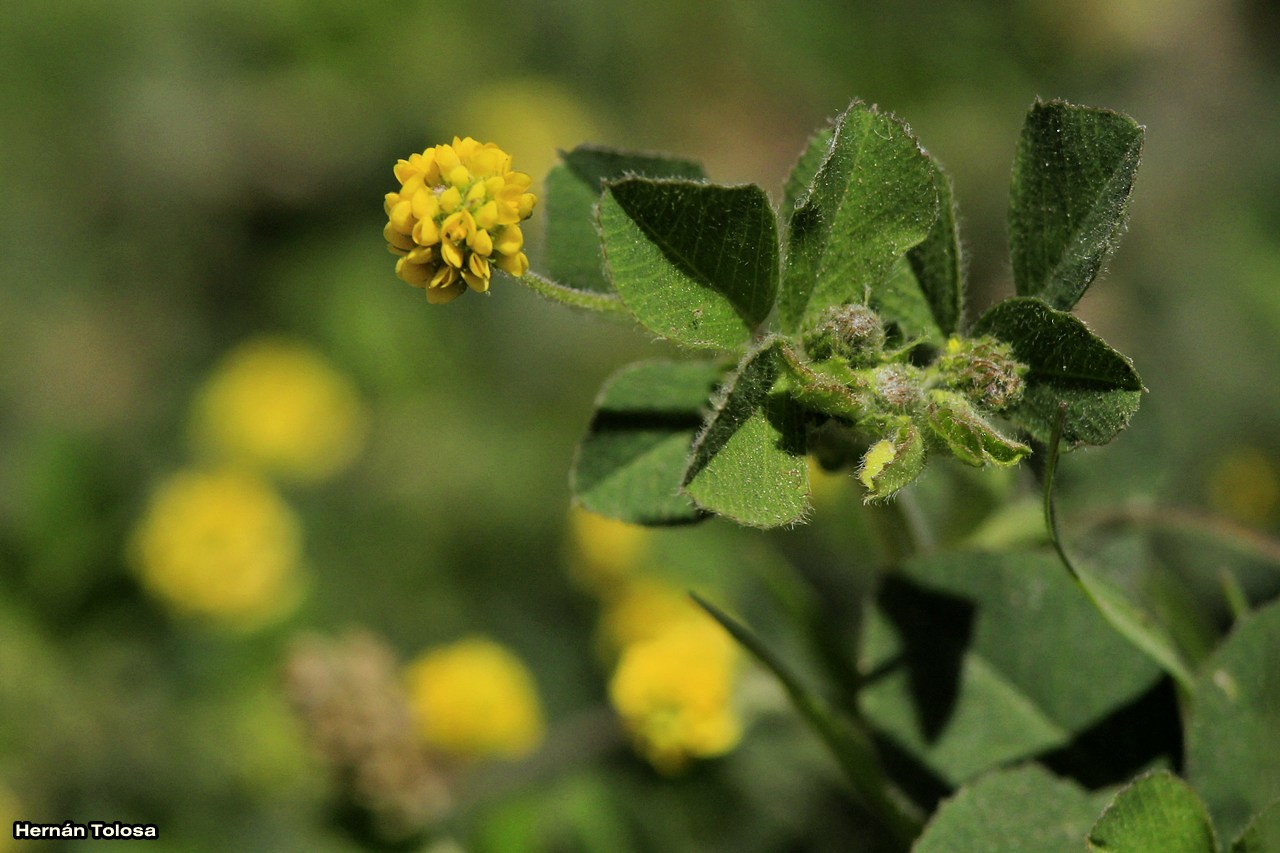 Flora Bonaerense: Lupulina (Medicago lupulina)