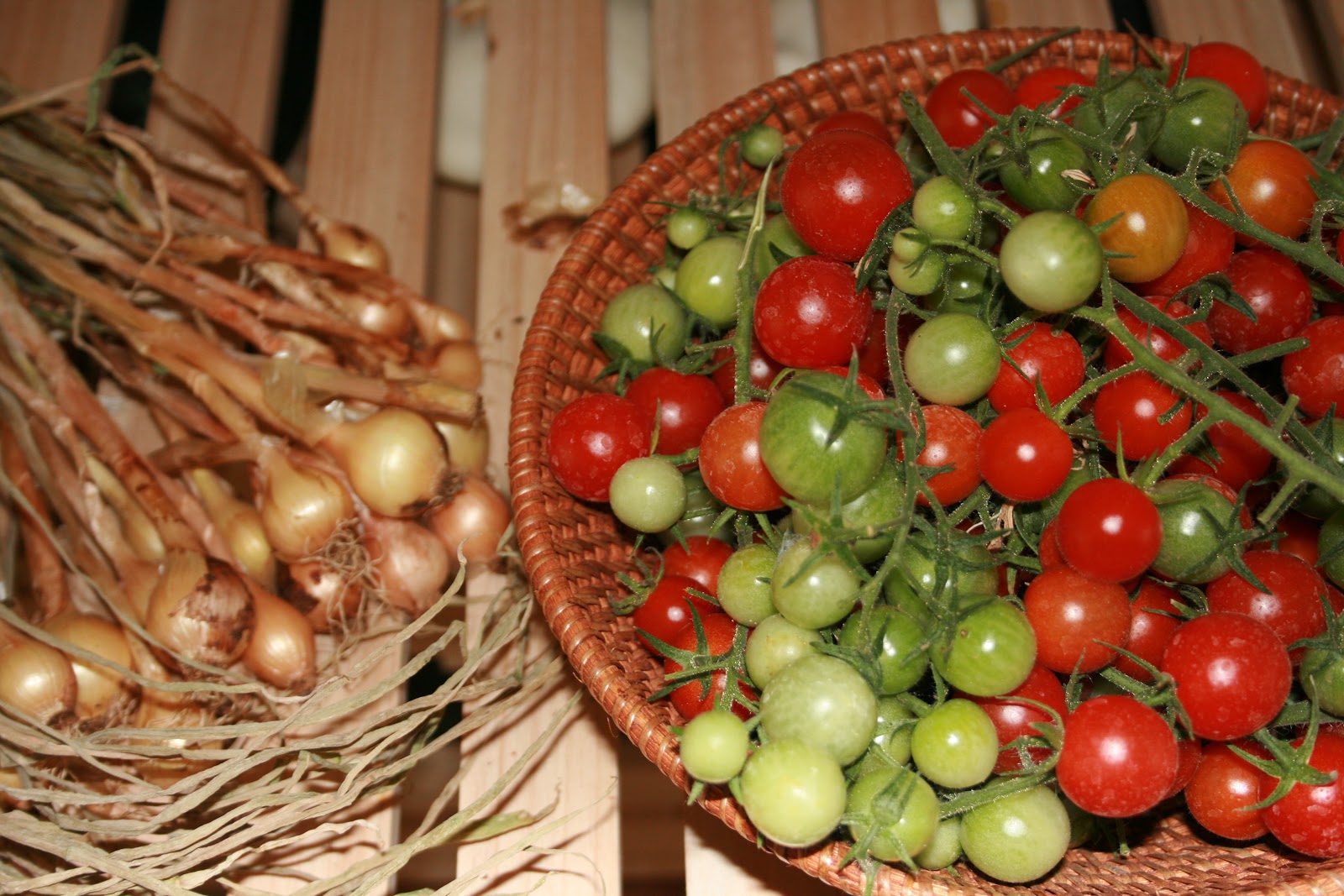 The Polished Pebble: The Tomato Chronicles: Chapter 1