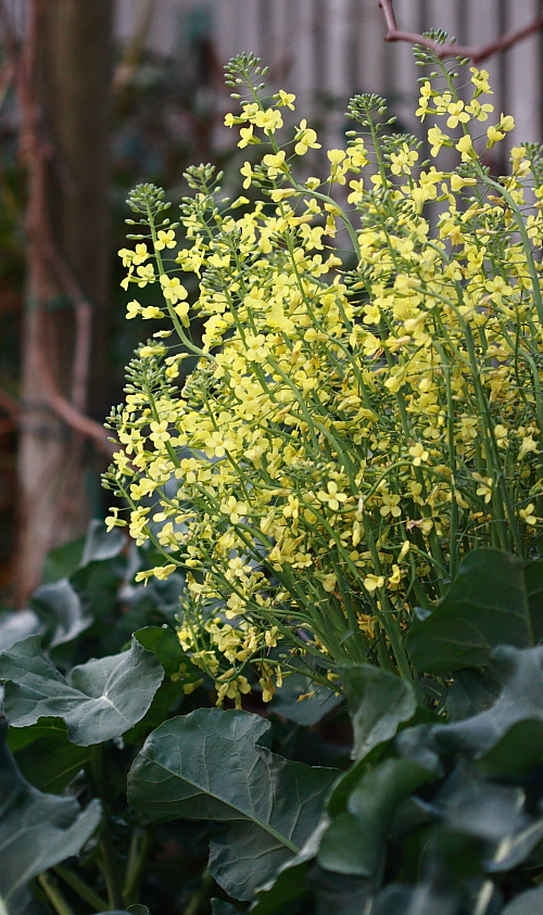 Broccoli Flower Bloom