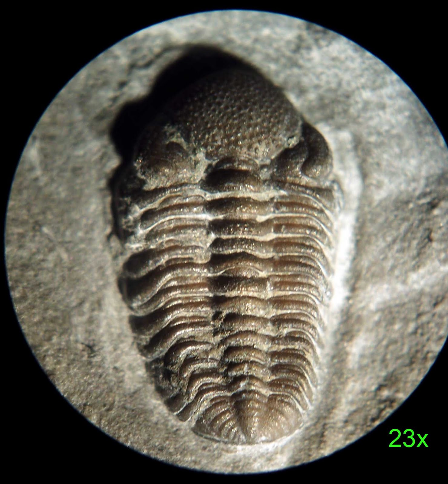 Louisville Fossils and Beyond: Micro Trilobites