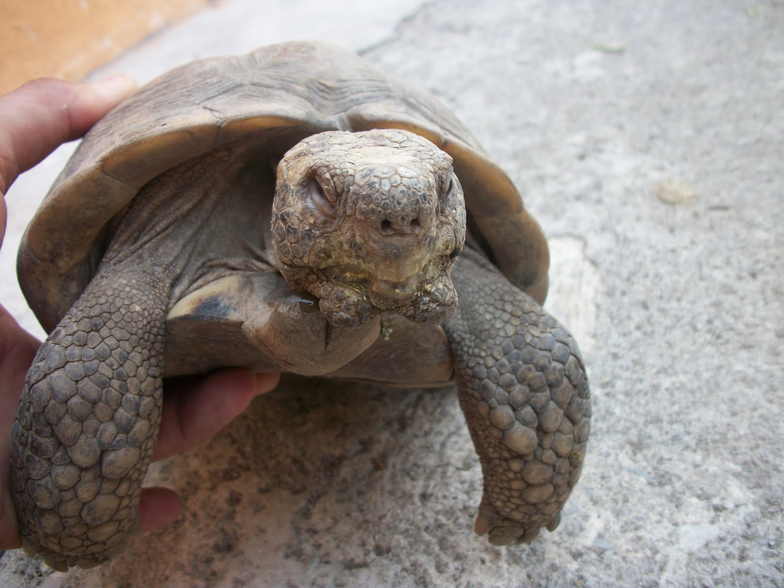 CRIADOR DE LA TORTUGA DE TIERRA,GOPEHRUS BERLANDIERI: 07/03/11