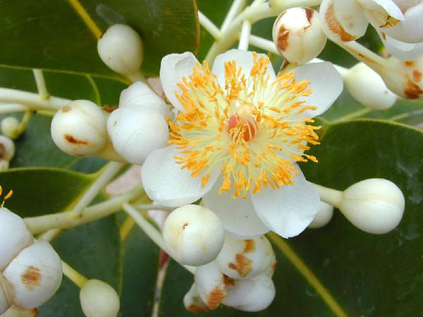 Alexandrian Laurel - Calophyllum inophyllum Linn