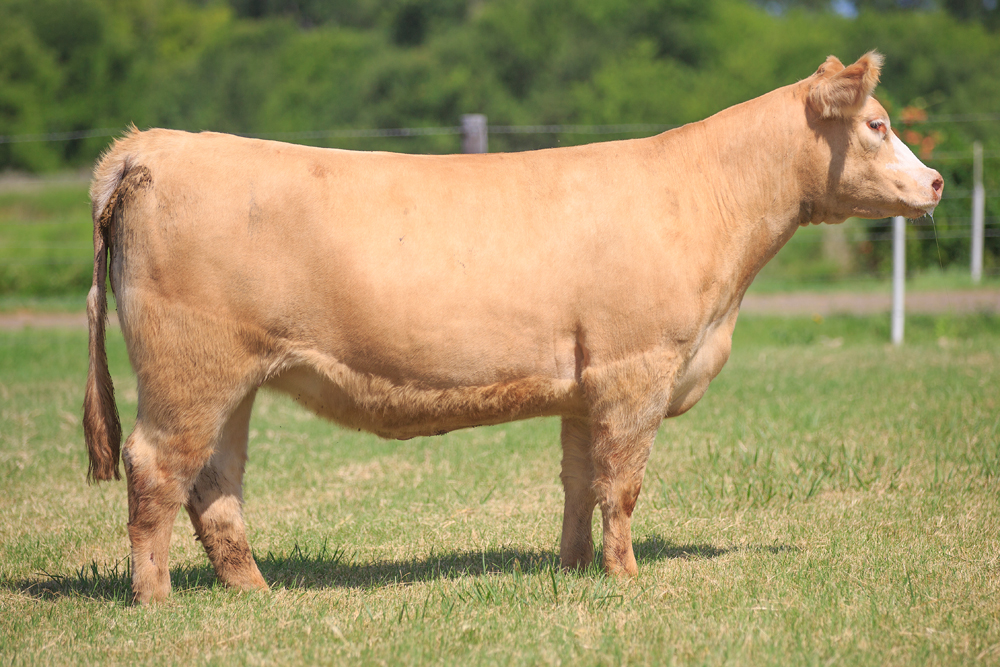 RCC Blog: The Summer Exchange Bred Heifer Sale - August 1st, 2017 ...