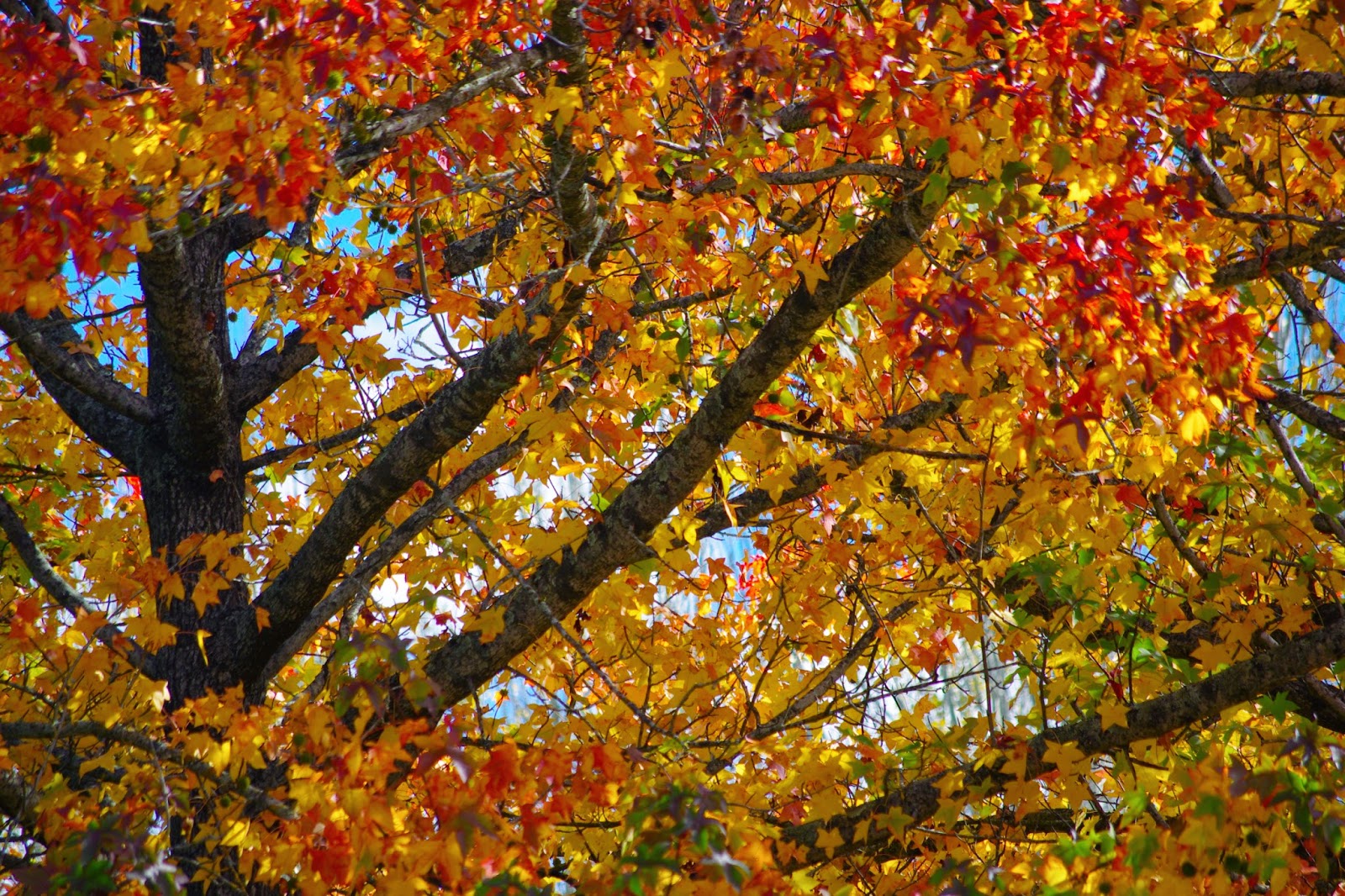 Geoff Thompsons Blog: Autumn in the Adelaide Hills
