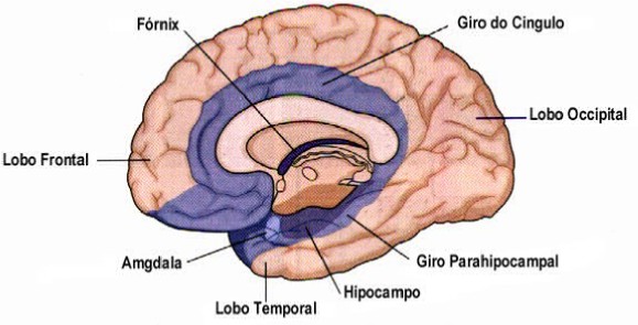 Giro Del Cíngulo; Circunvolución del Cíngulo; Circunvolución Cingular ...