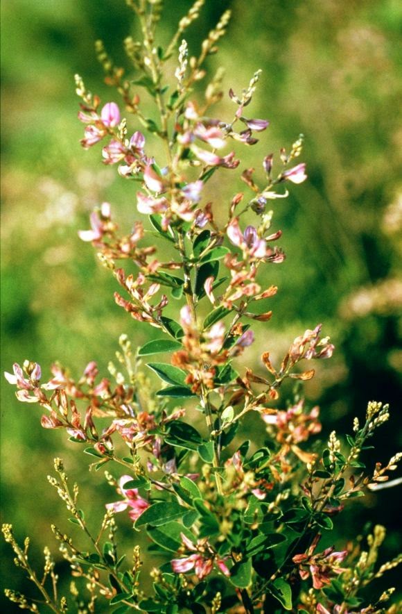 Future Plants by Randy Stewart: Bush Clover
