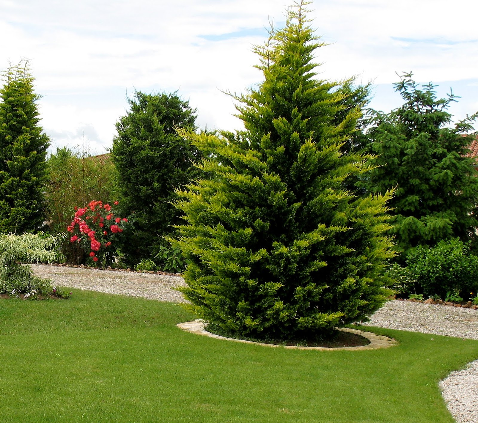 Roses du jardin Chêneland