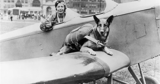 90 Miles From Tyranny : Amazing Photos: The Parachuting Dogs Of World ...