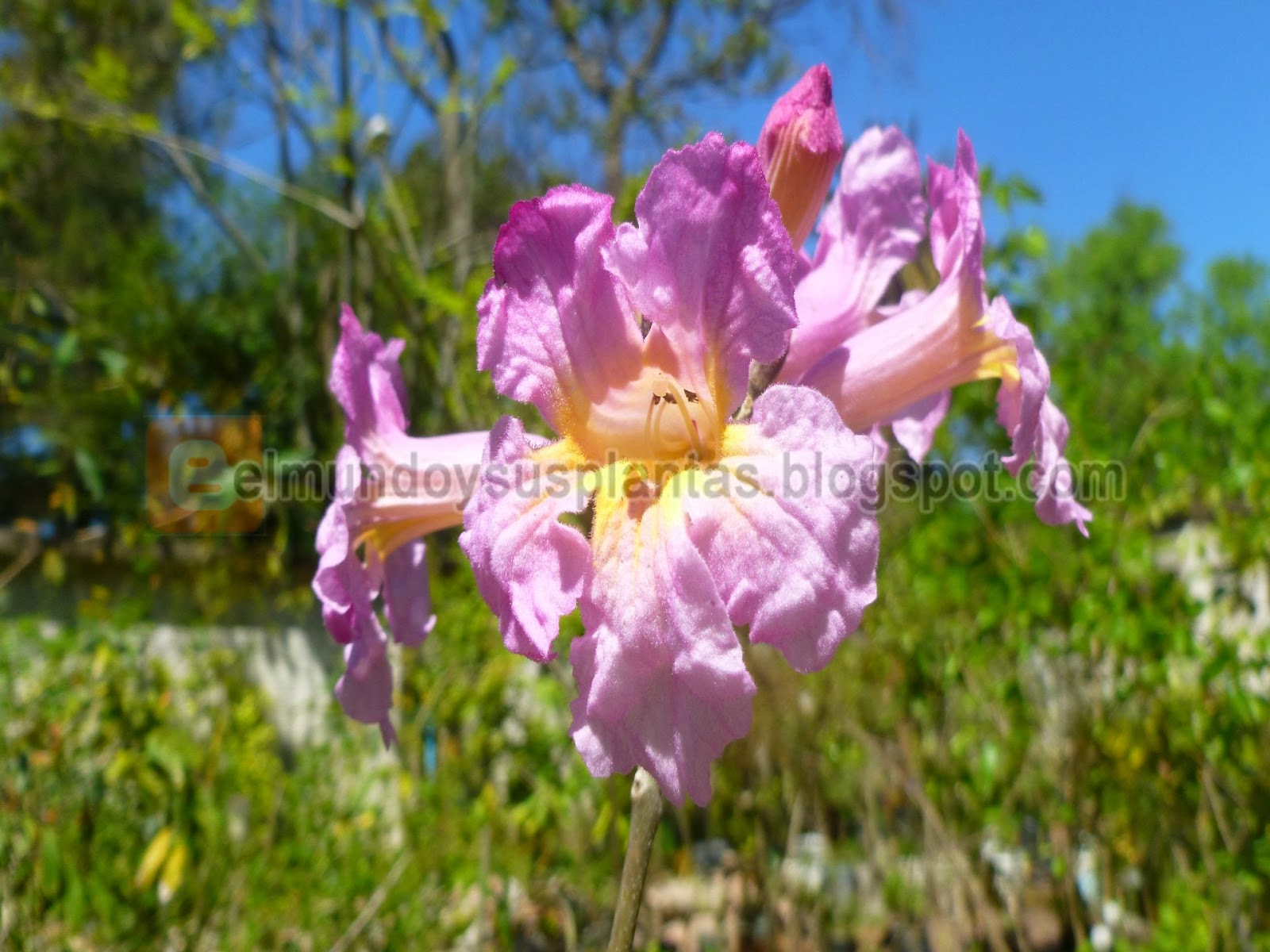 Lapacho Rosado Ficha y Fotos : El Mundo y sus Plantas