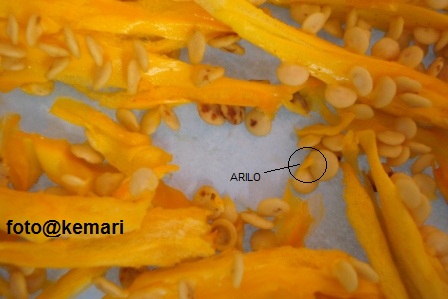 Jardines y huertos a tu alcance: Sembrando Aji Fresco (aji escabeche)